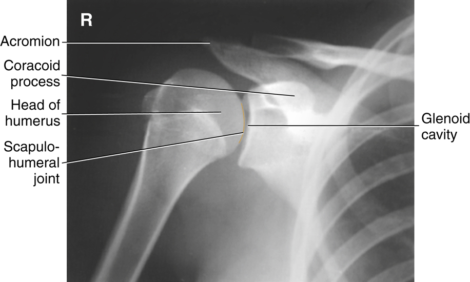 Bontrager's Textbook of Radiographic Positioning and Related Anatomy