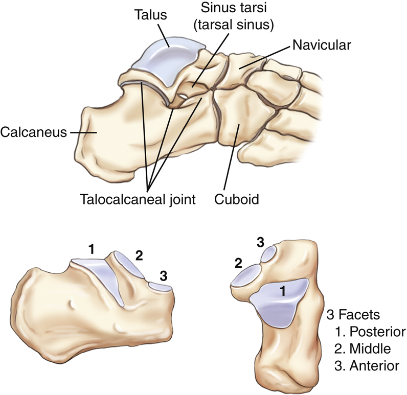 Bontrager's Textbook of Radiographic Positioning and Related Anatomy