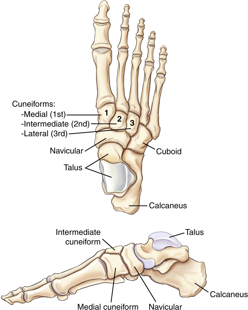 Bontrager's Textbook of Radiographic Positioning and Related Anatomy