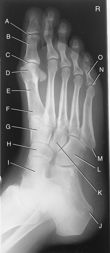 Bontrager's Textbook of Radiographic Positioning and Related Anatomy