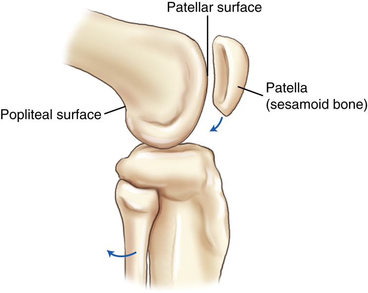 Bontrager's Textbook of Radiographic Positioning and Related Anatomy