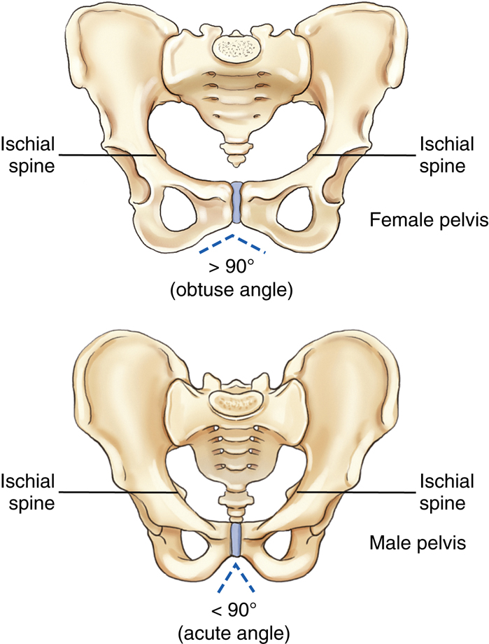 Bontrager's Textbook of Radiographic Positioning and Related Anatomy