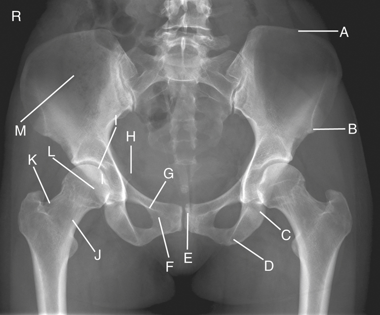 Bontrager's Textbook of Radiographic Positioning and Related Anatomy
