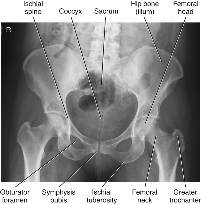 Bontrager's Textbook of Radiographic Positioning and Related Anatomy