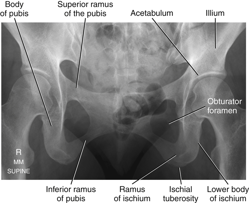 Bontrager's Textbook of Radiographic Positioning and Related Anatomy