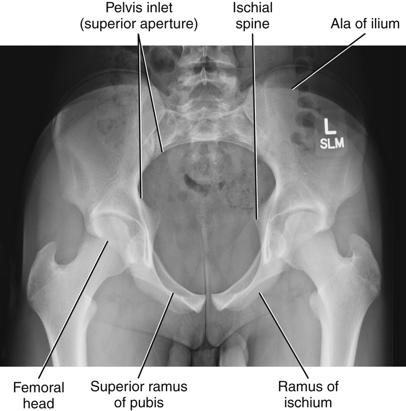 Bontrager's Textbook of Radiographic Positioning and Related Anatomy
