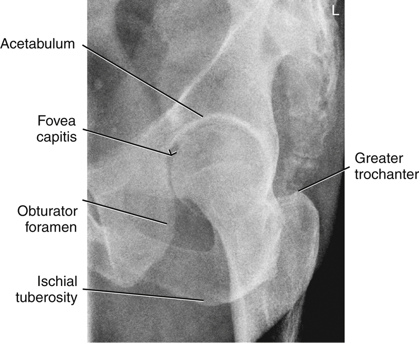 Bontrager's Textbook of Radiographic Positioning and Related Anatomy