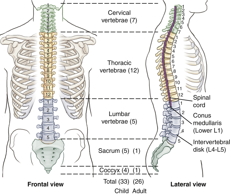 Bontrager's Textbook of Radiographic Positioning and Related Anatomy