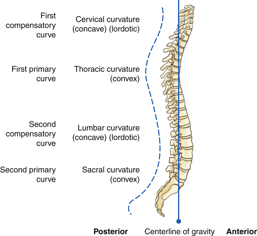 Bontrager's Textbook of Radiographic Positioning and Related Anatomy
