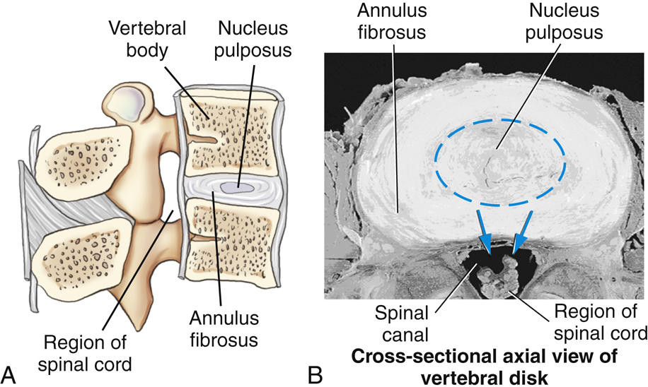 Bontrager's Textbook of Radiographic Positioning and Related Anatomy