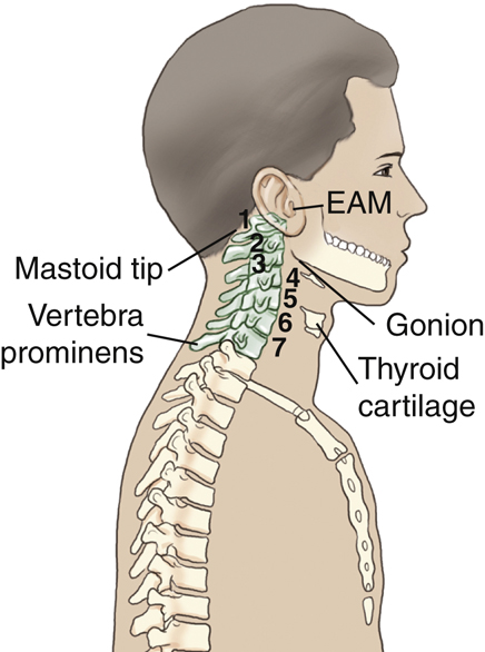 Bontrager's Textbook of Radiographic Positioning and Related Anatomy