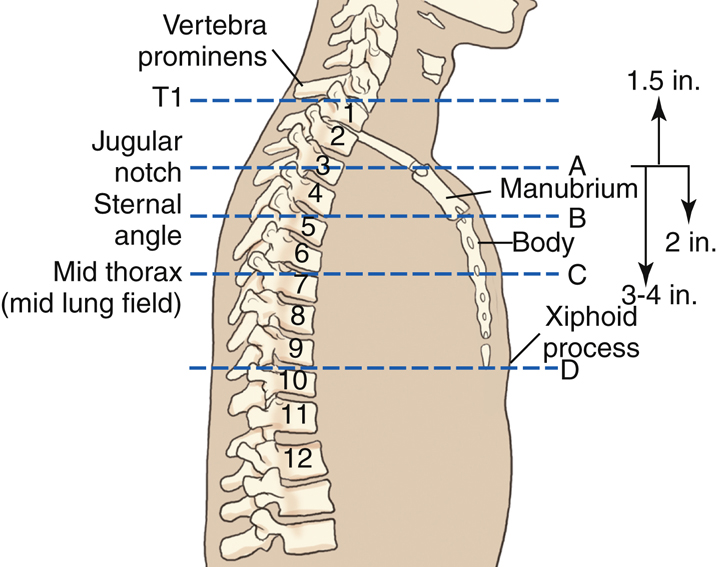Bontrager's Textbook of Radiographic Positioning and Related Anatomy