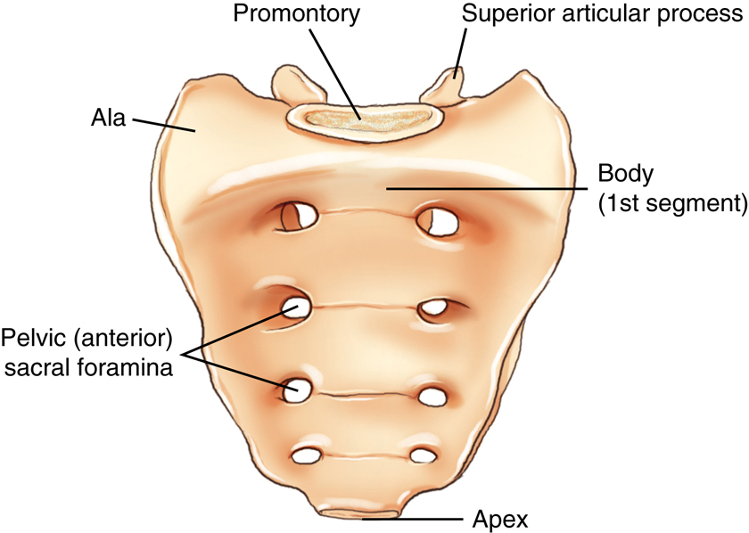 Bontrager's Textbook of Radiographic Positioning and Related Anatomy