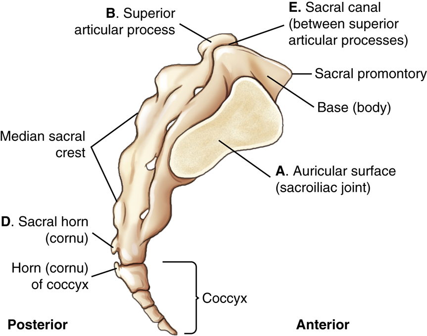 Bontrager's Textbook of Radiographic Positioning and Related Anatomy
