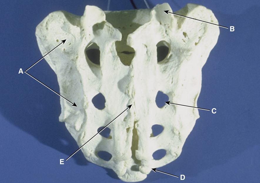 Bontrager's Textbook of Radiographic Positioning and Related Anatomy