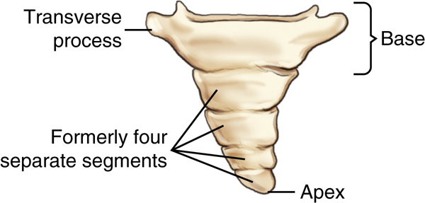 Bontrager's Textbook of Radiographic Positioning and Related Anatomy