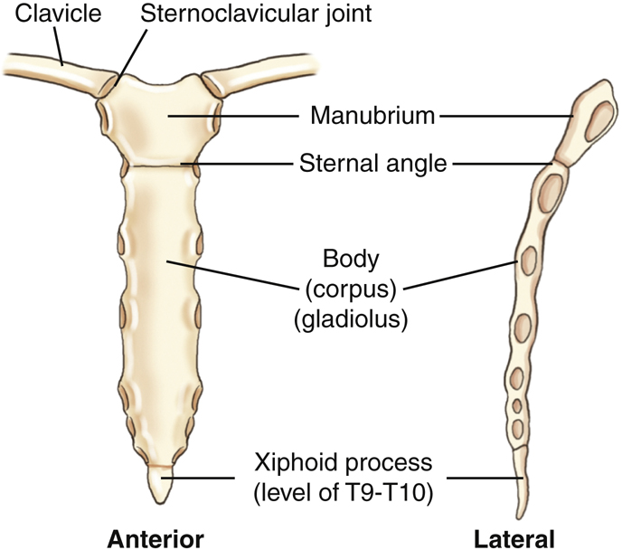 Bontrager's Textbook of Radiographic Positioning and Related Anatomy