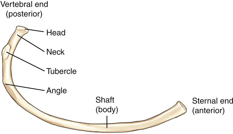 Bontrager's Textbook of Radiographic Positioning and Related Anatomy