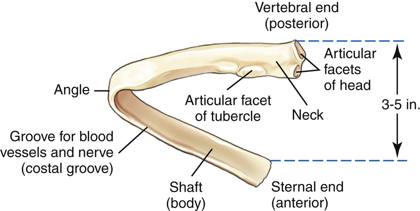 Bontrager's Textbook of Radiographic Positioning and Related Anatomy