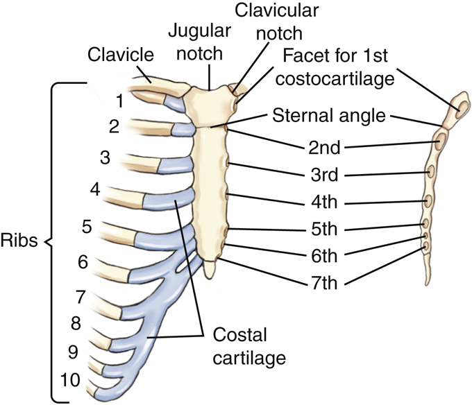 Bontrager's Textbook of Radiographic Positioning and Related Anatomy