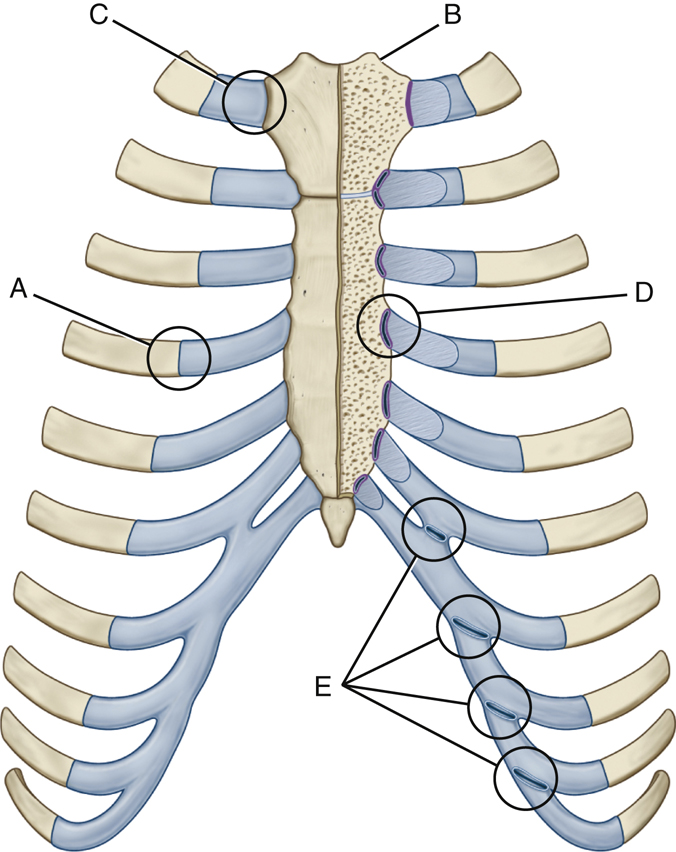 Bontrager's Textbook of Radiographic Positioning and Related Anatomy