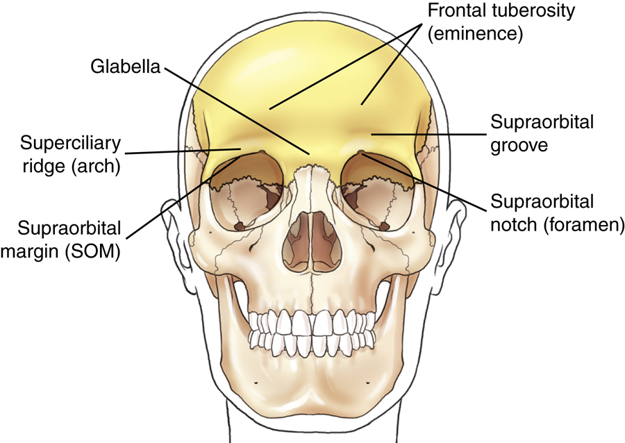 Bontrager's Textbook of Radiographic Positioning and Related Anatomy