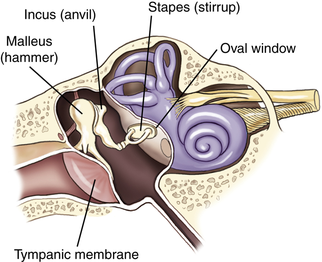 Bontrager's Textbook of Radiographic Positioning and Related Anatomy