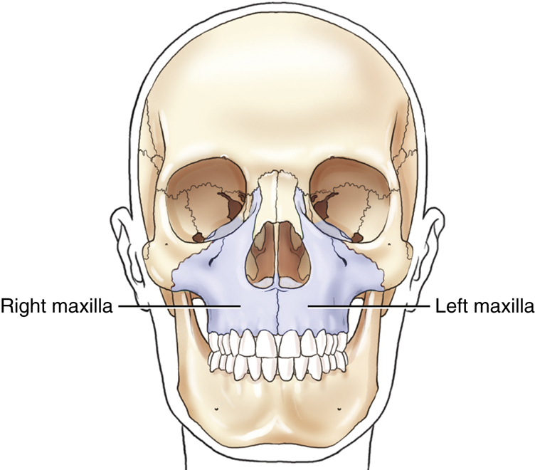 Bontrager's Textbook of Radiographic Positioning and Related Anatomy