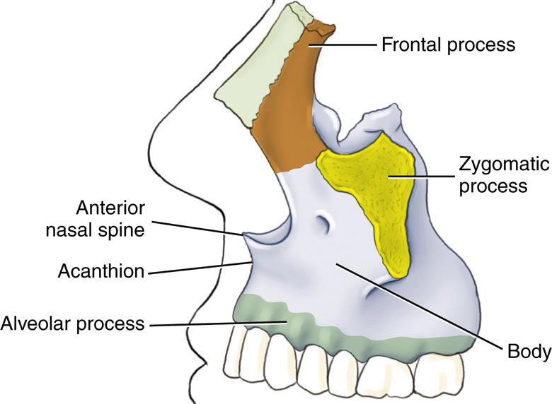 Bontrager's Textbook of Radiographic Positioning and Related Anatomy