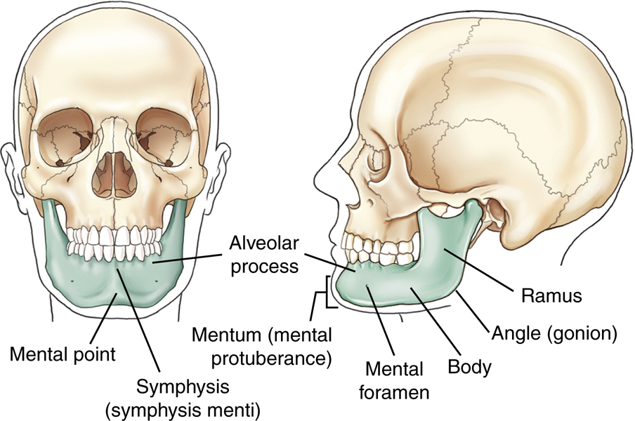 Bontrager's Textbook of Radiographic Positioning and Related Anatomy