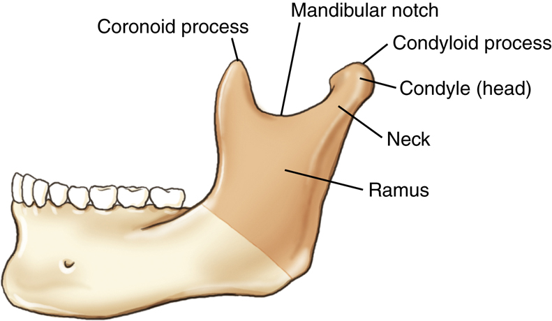 Bontrager's Textbook of Radiographic Positioning and Related Anatomy
