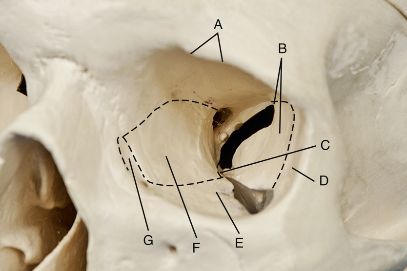 Bontrager's Textbook of Radiographic Positioning and Related Anatomy