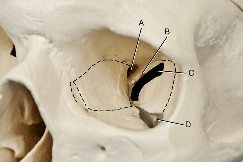 Bontrager's Textbook of Radiographic Positioning and Related Anatomy