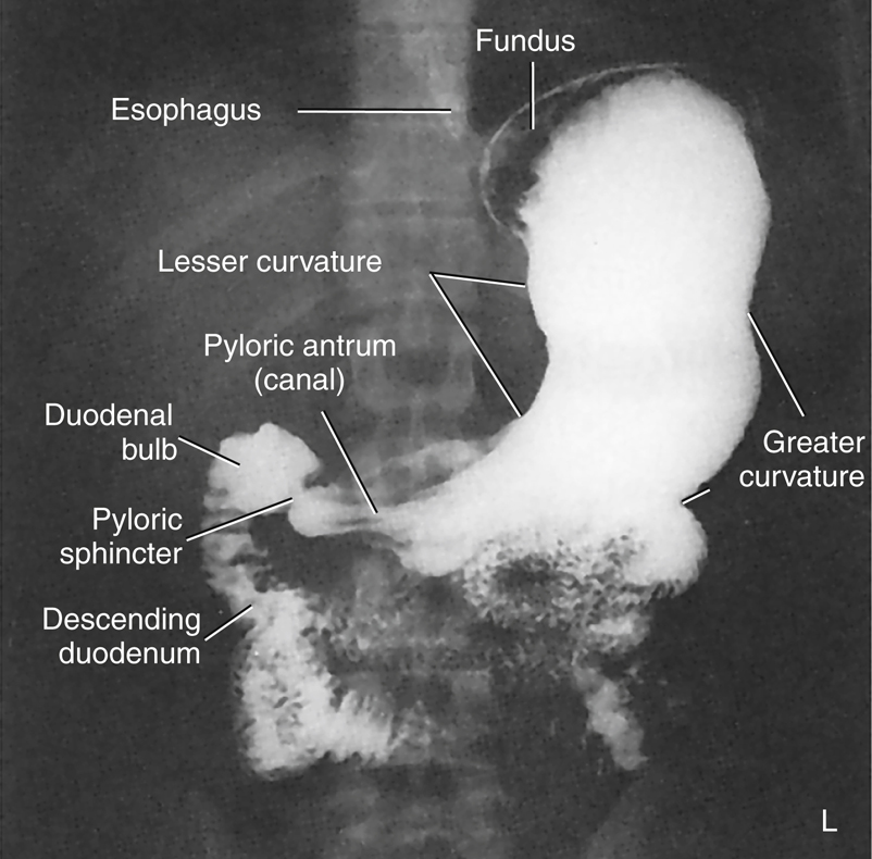 Bontrager's Textbook of Radiographic Positioning and Related Anatomy