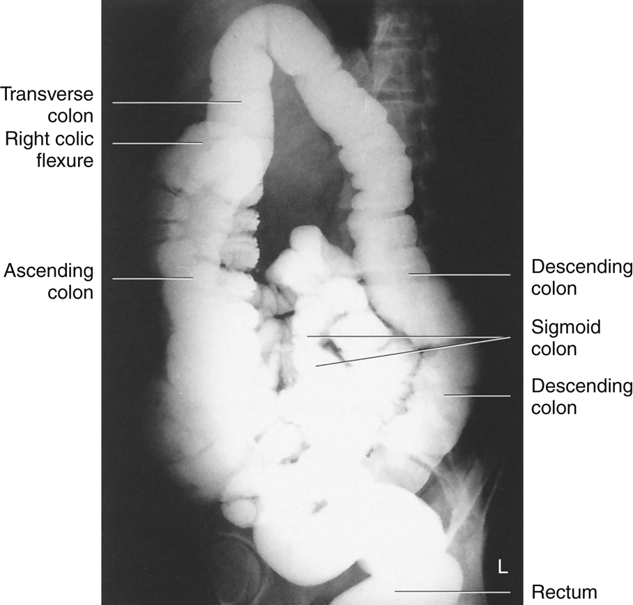 Bontrager's Textbook of Radiographic Positioning and Related Anatomy