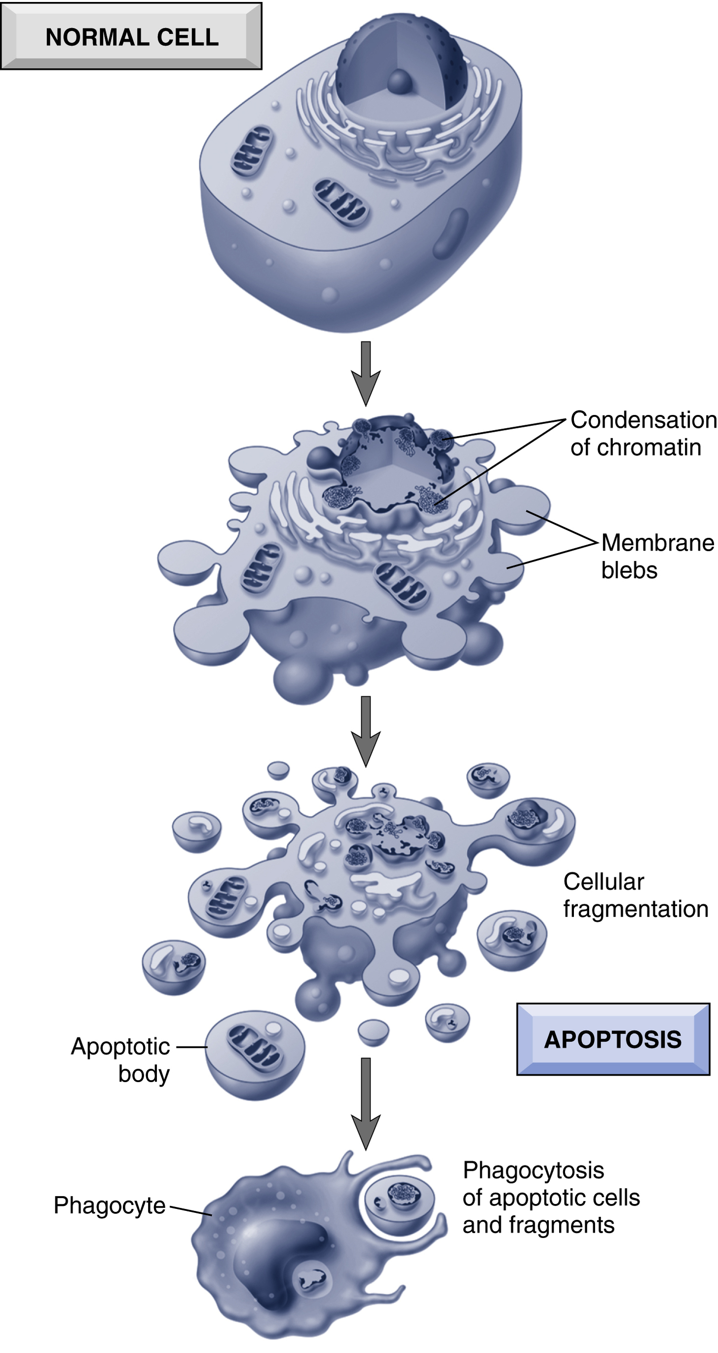 Cell Injury, Cell Death, and Adaptations