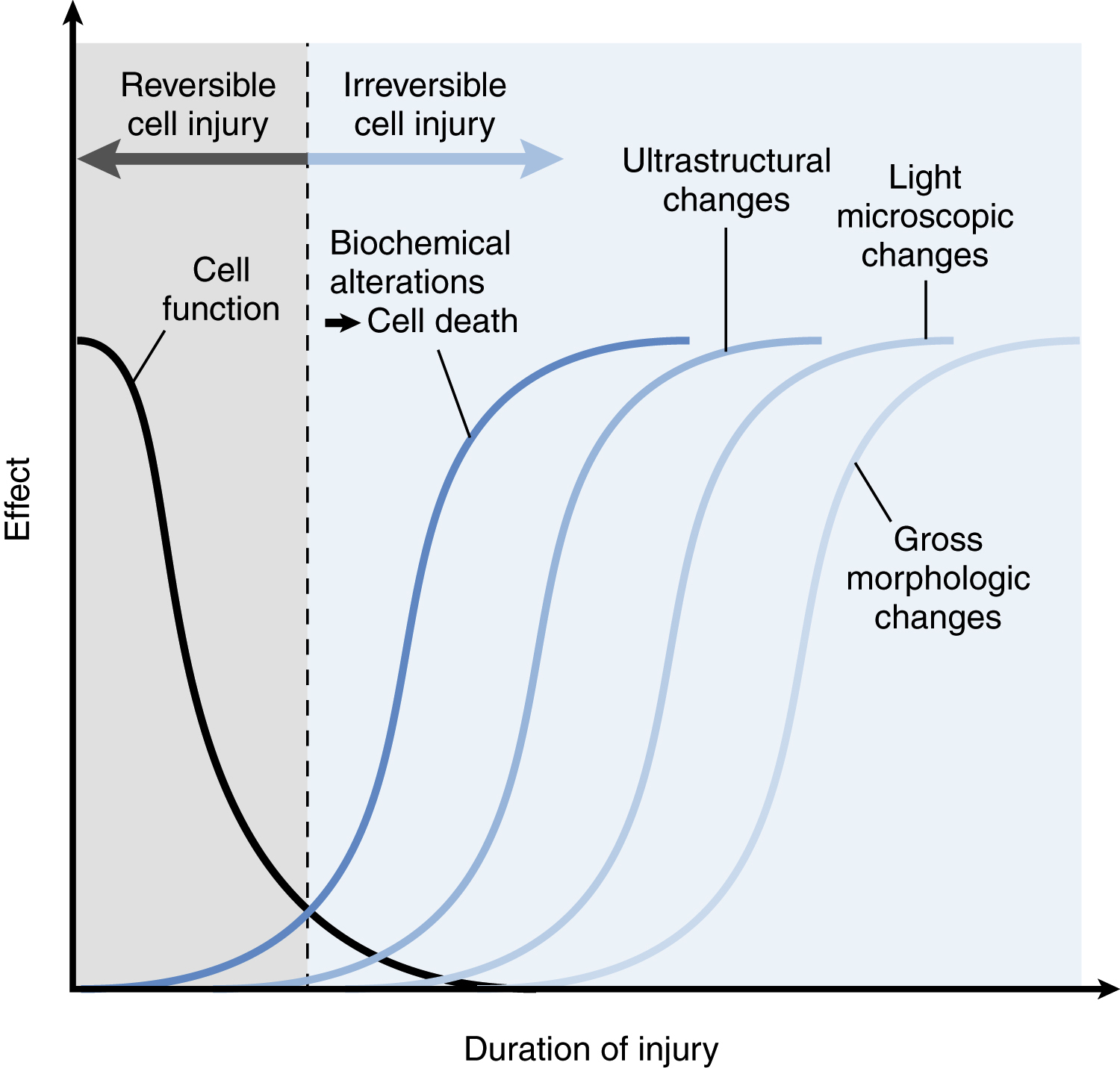 Cell Injury, Cell Death, and Adaptations