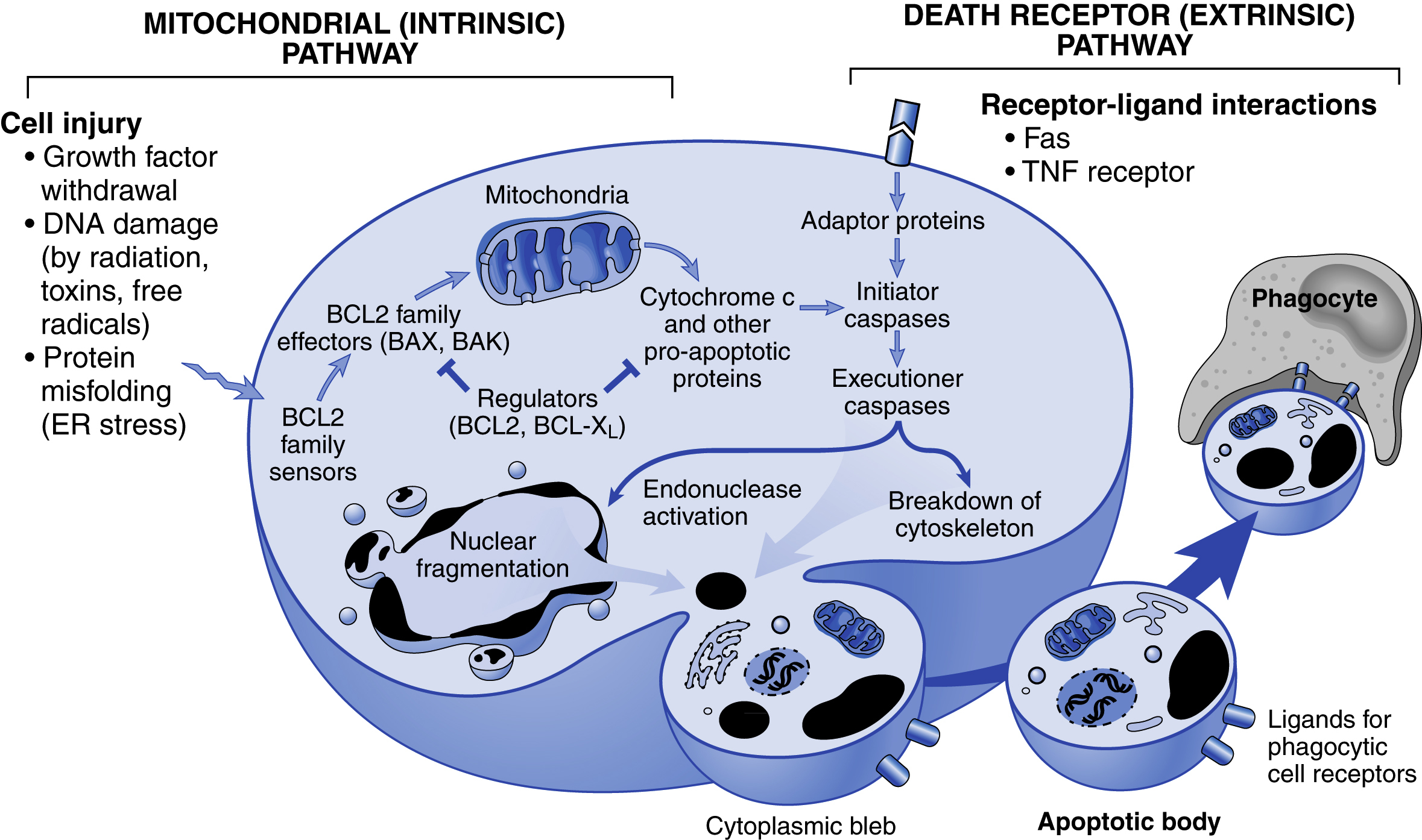 Cell Injury, Cell Death, and Adaptations