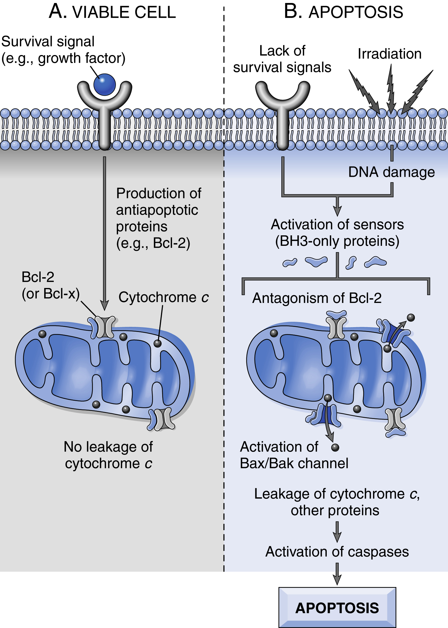 Cell Injury, Cell Death, and Adaptations