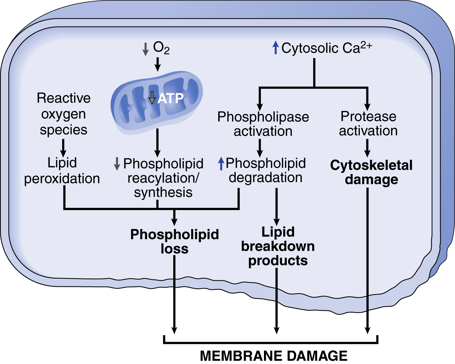 Cell Injury, Cell Death, and Adaptations
