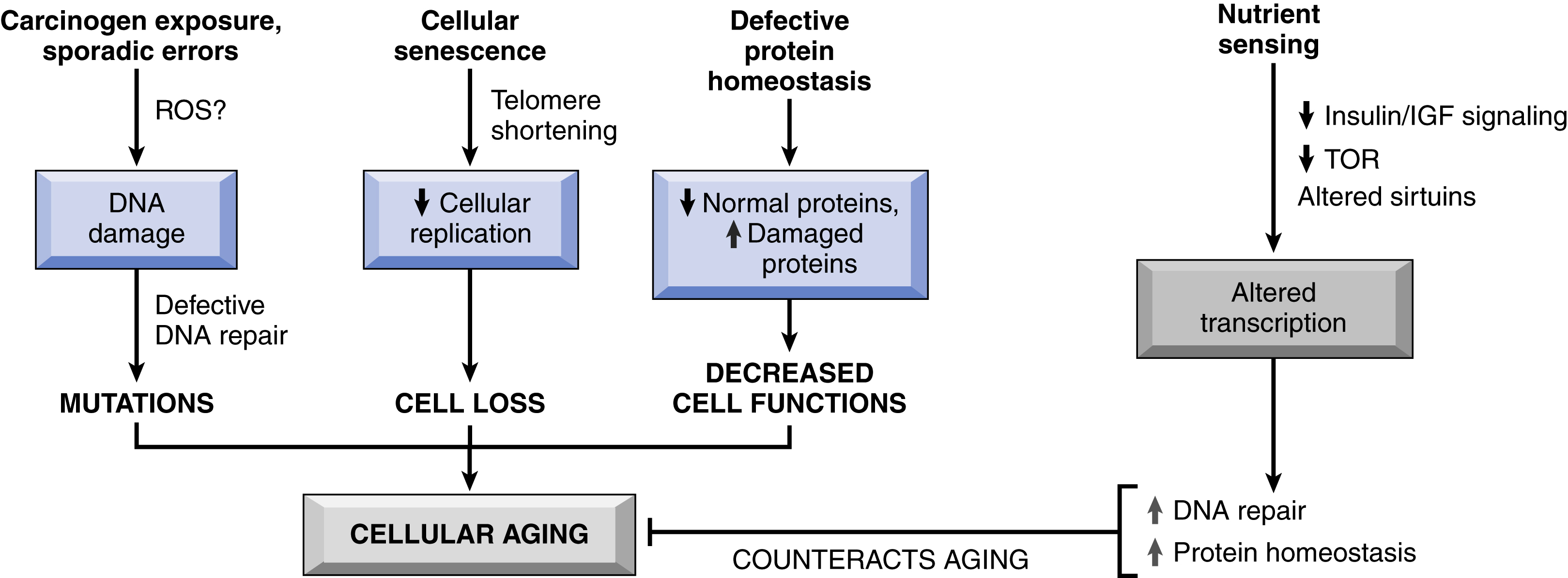 Cell Injury, Cell Death, and Adaptations