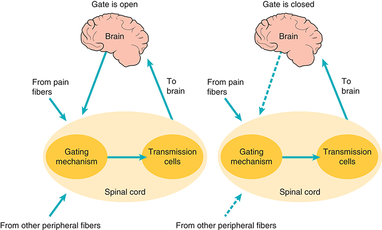 Pain Management, Comfort, Rest, and Sleep
