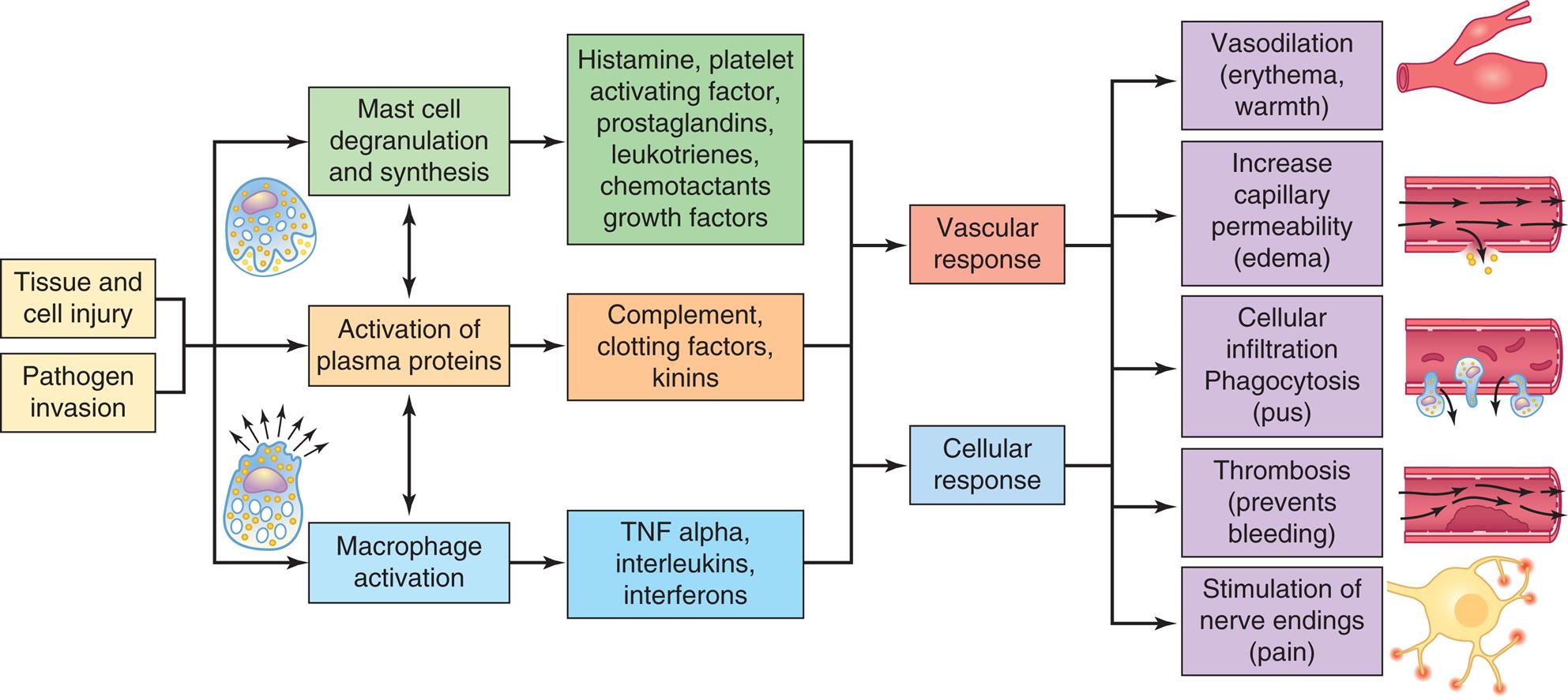 7: Innate Immunity Inflammation and Wound Healing