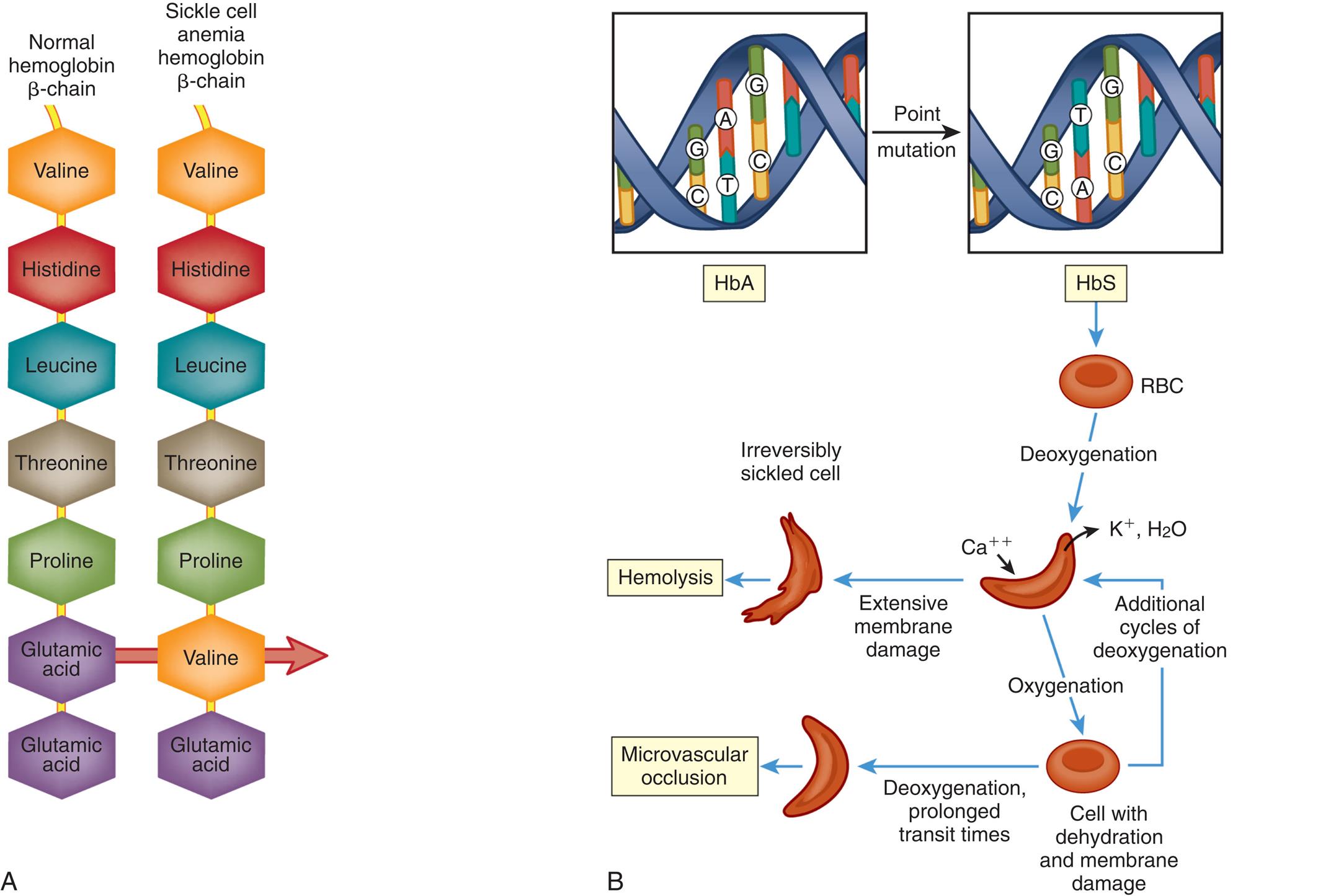 30: Alterations of Hematologic Function in Children