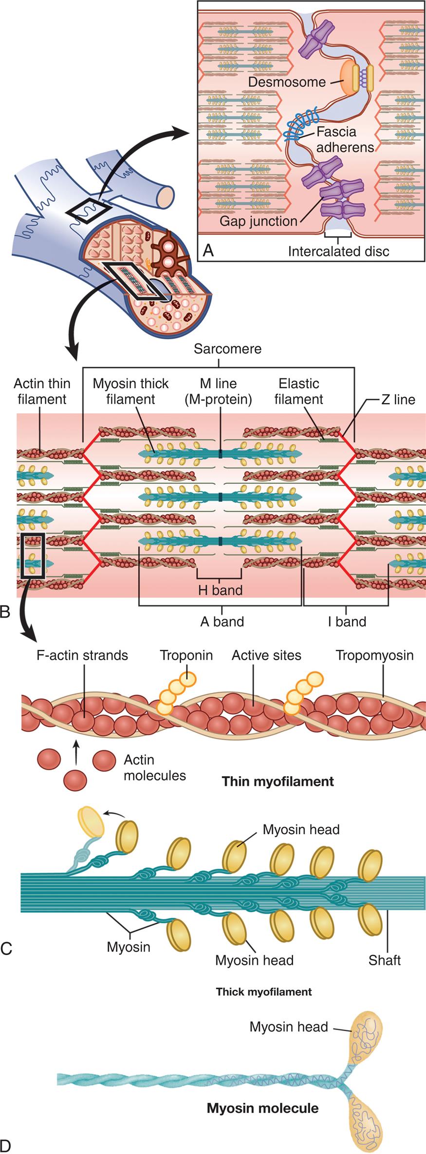 31: Structure and Function of the Cardiovascular and Lymphatic Systems