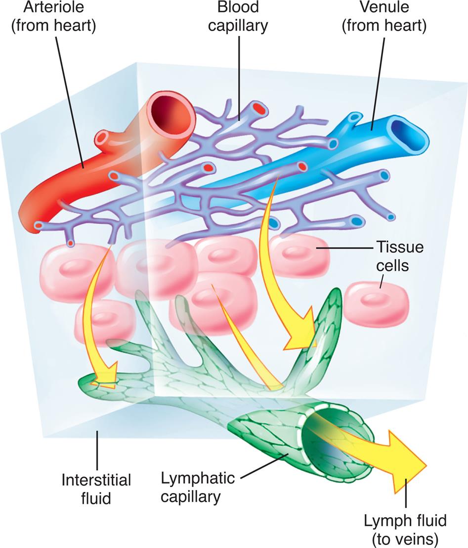 31: Structure and Function of the Cardiovascular and Lymphatic Systems