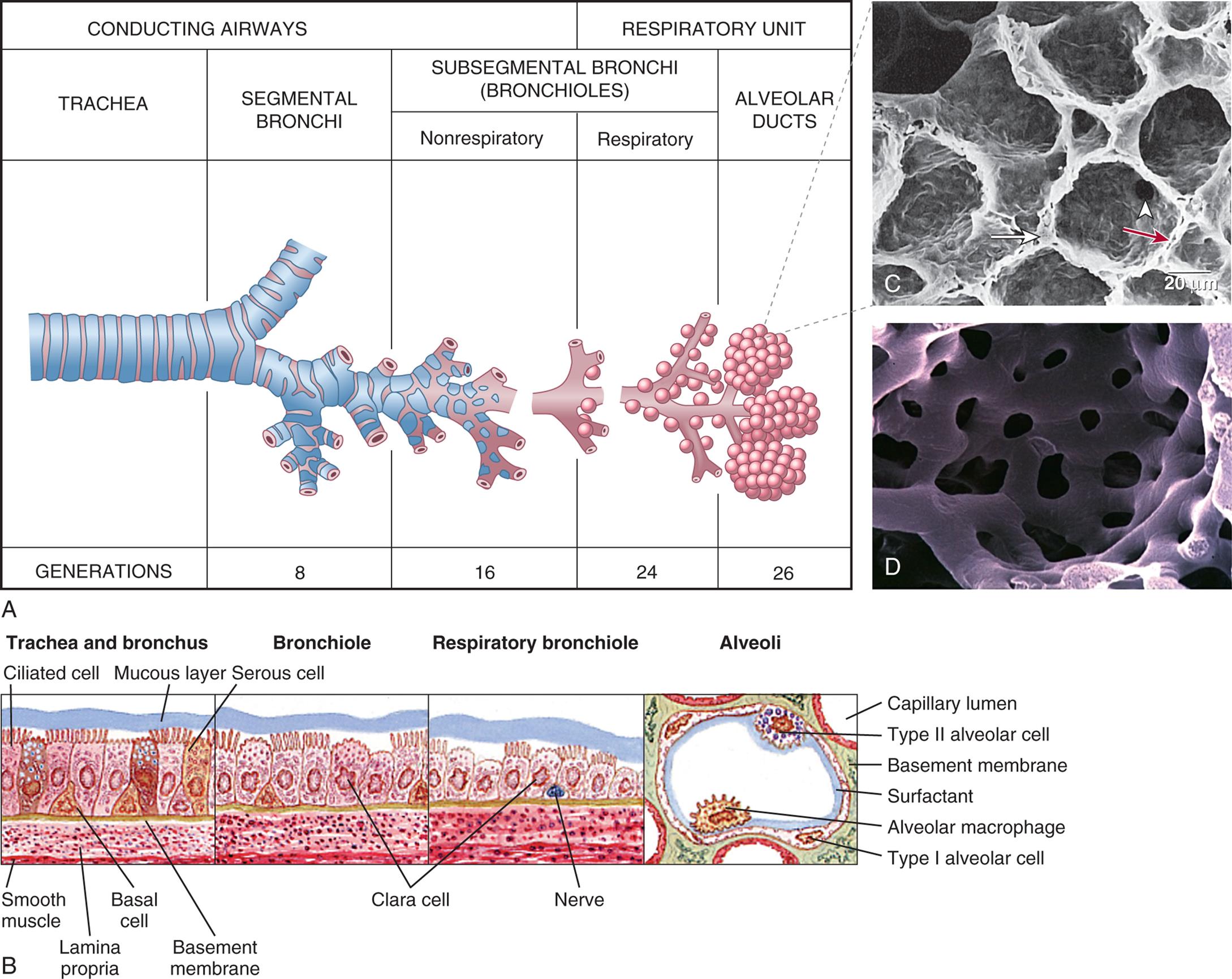 34: Structure and Function of the Pulmonary System