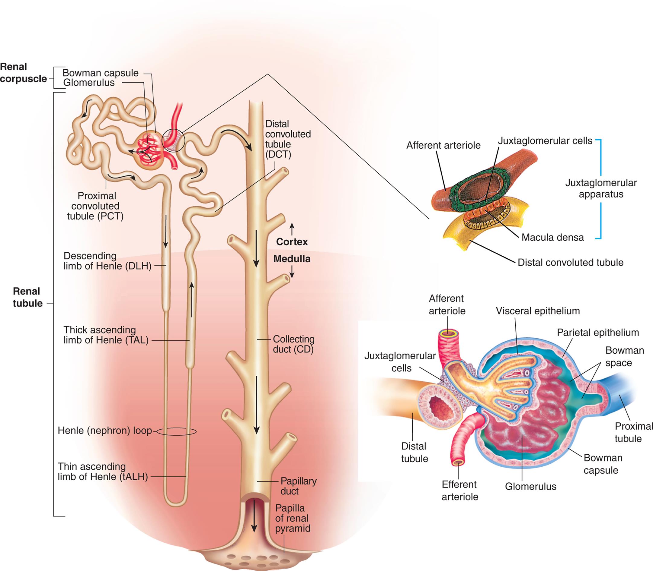 37: Structure and Function of the Renal and Urologic Systems