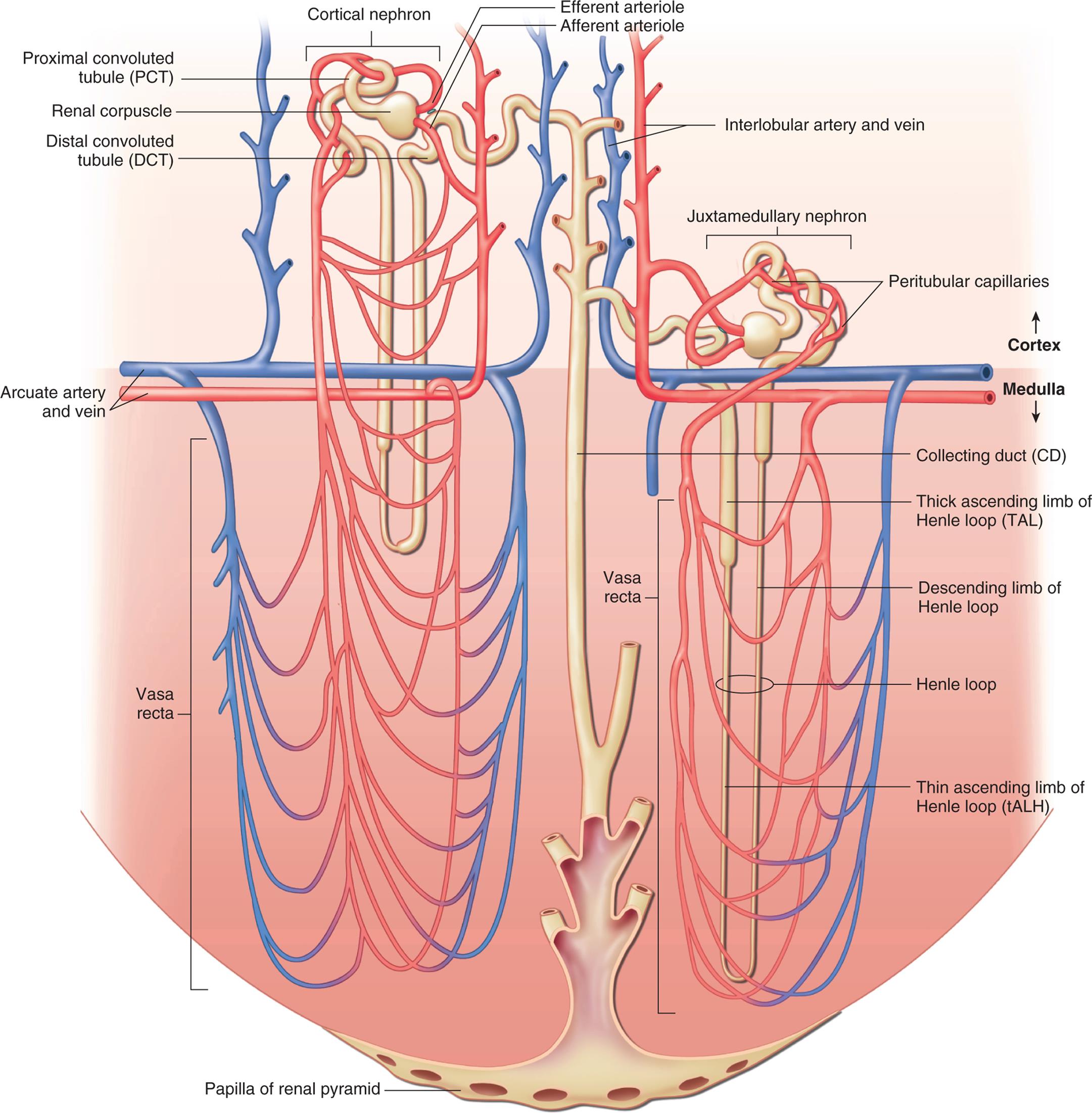 37: Structure and Function of the Renal and Urologic Systems