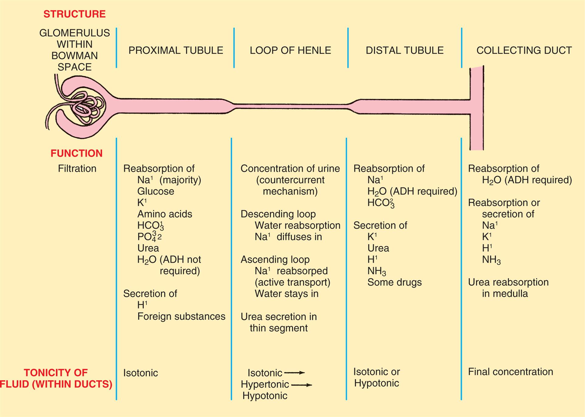 37: Structure and Function of the Renal and Urologic Systems